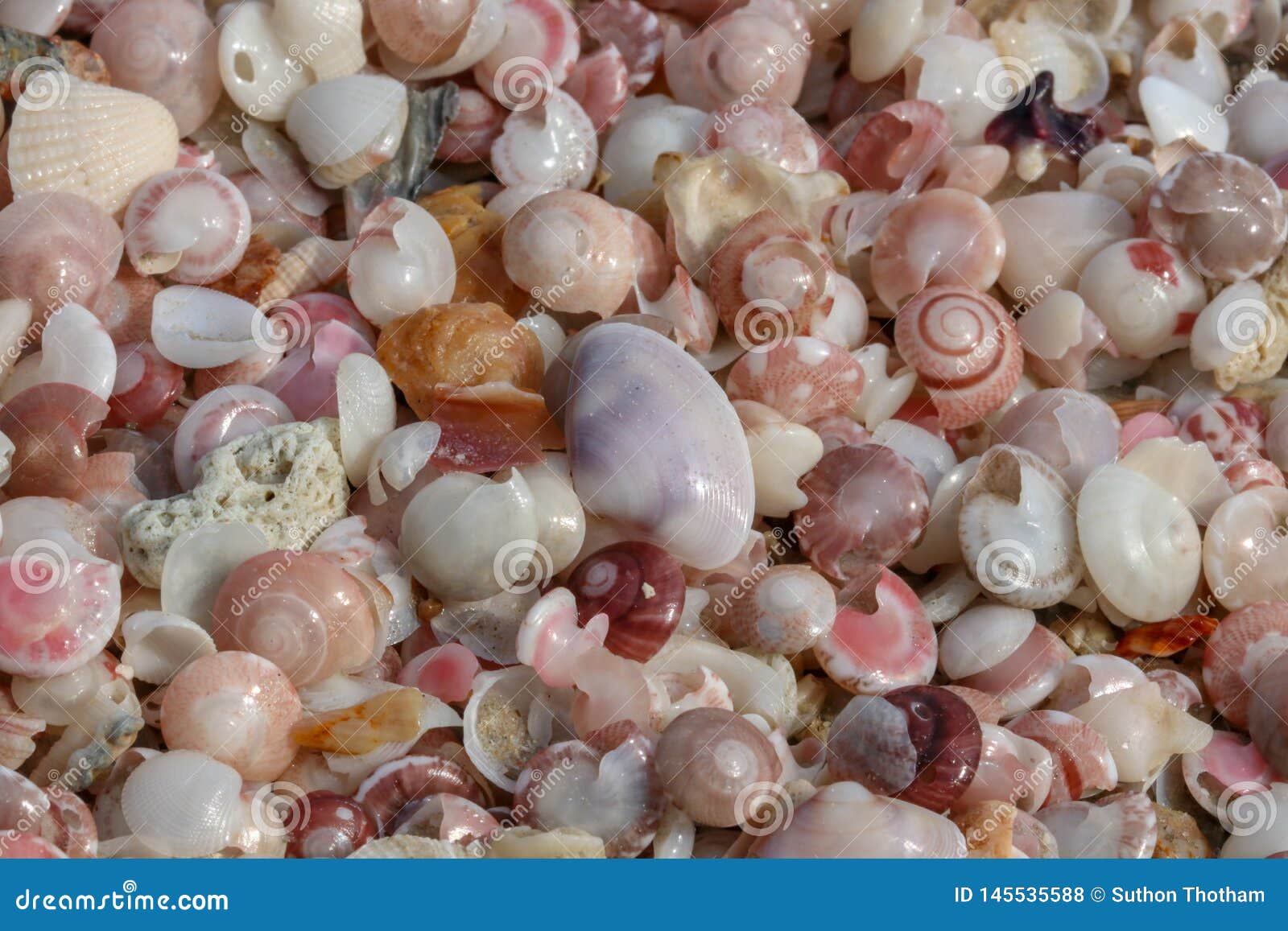 Shell and stone pieces stock photo. Image of outdoor - 145535588