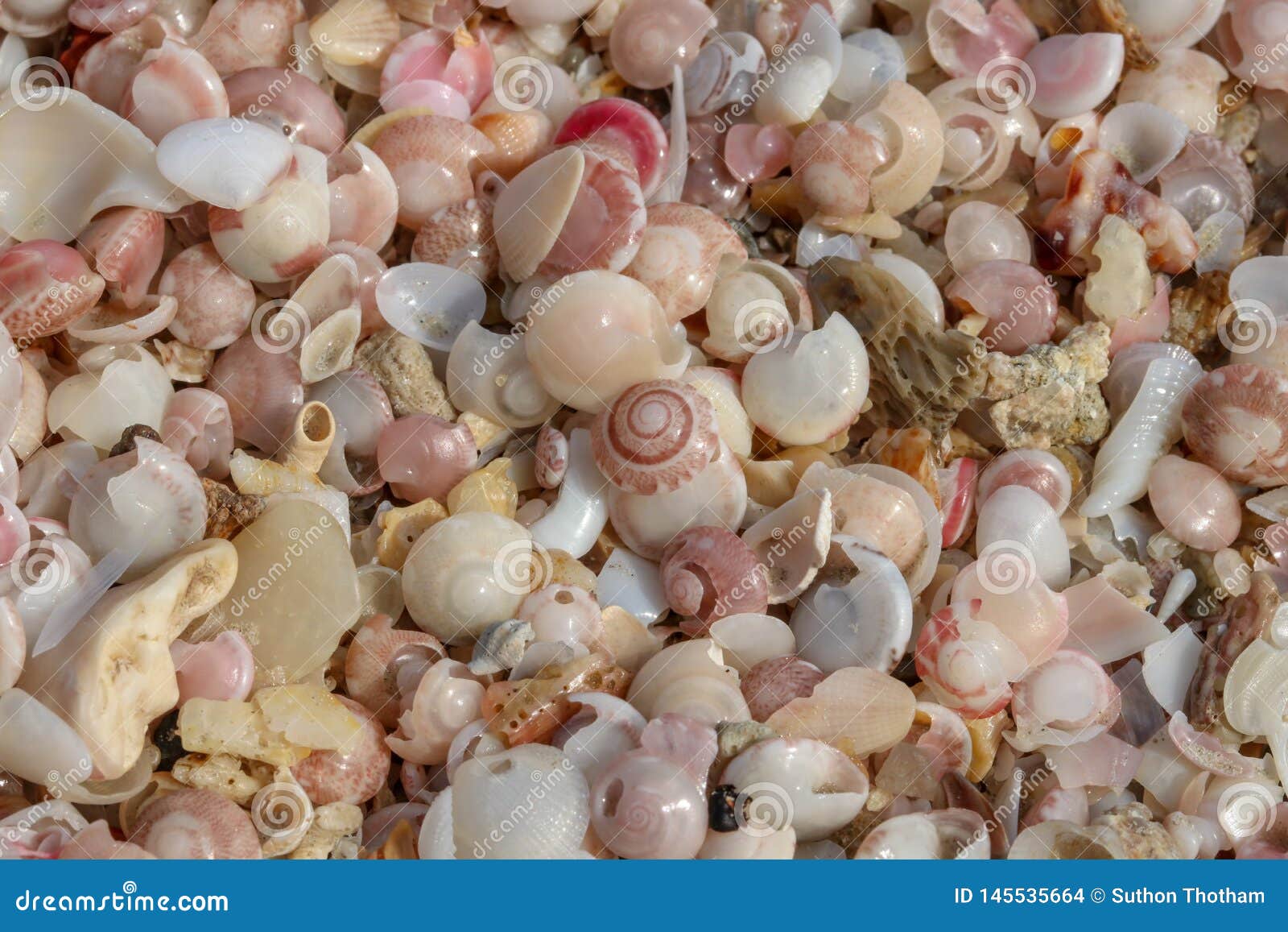 Shell and stone pieces stock photo. Image of coast, color - 145535664