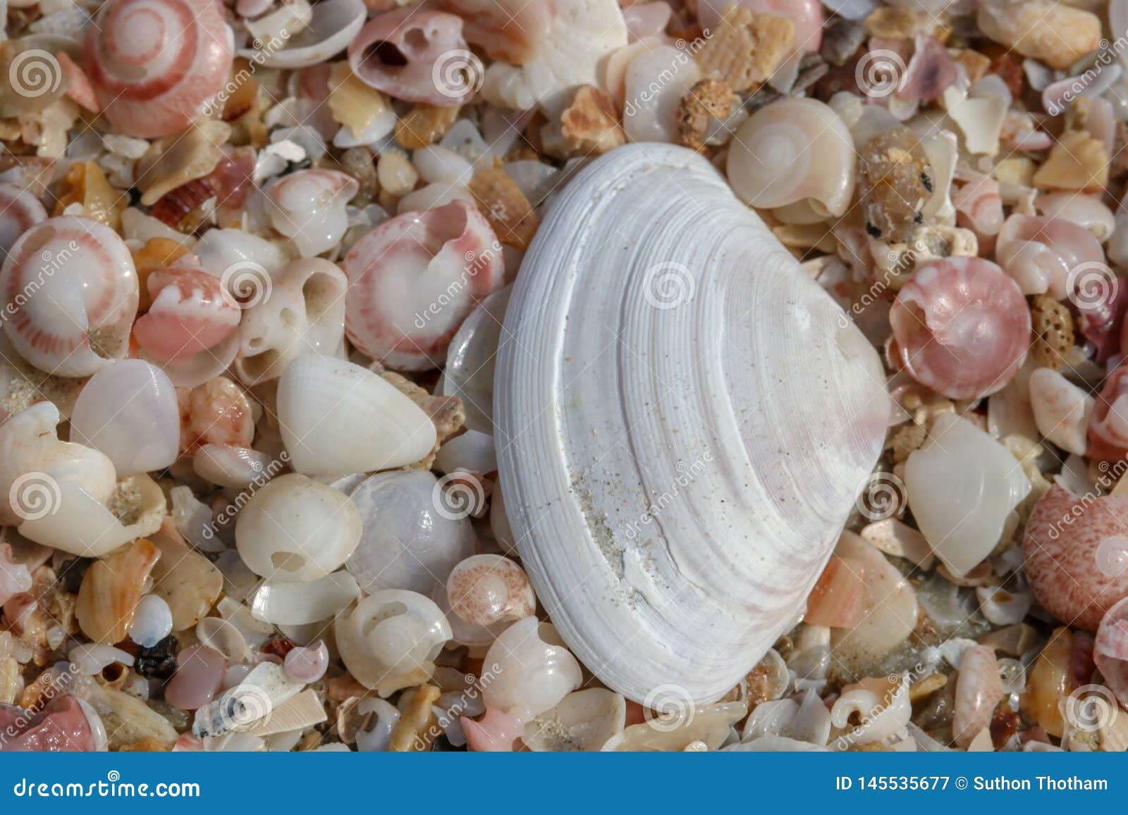 Shell and stone pieces stock image. Image of beach, ocean - 145535677