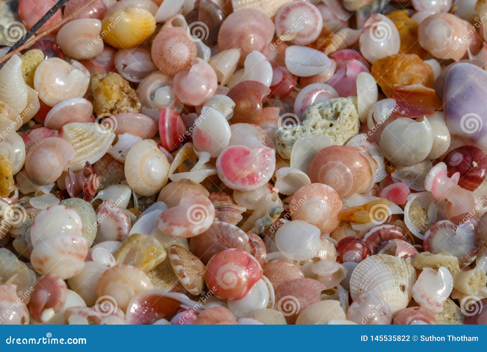 Shell and stone pieces stock photo. Image of natural - 145535822