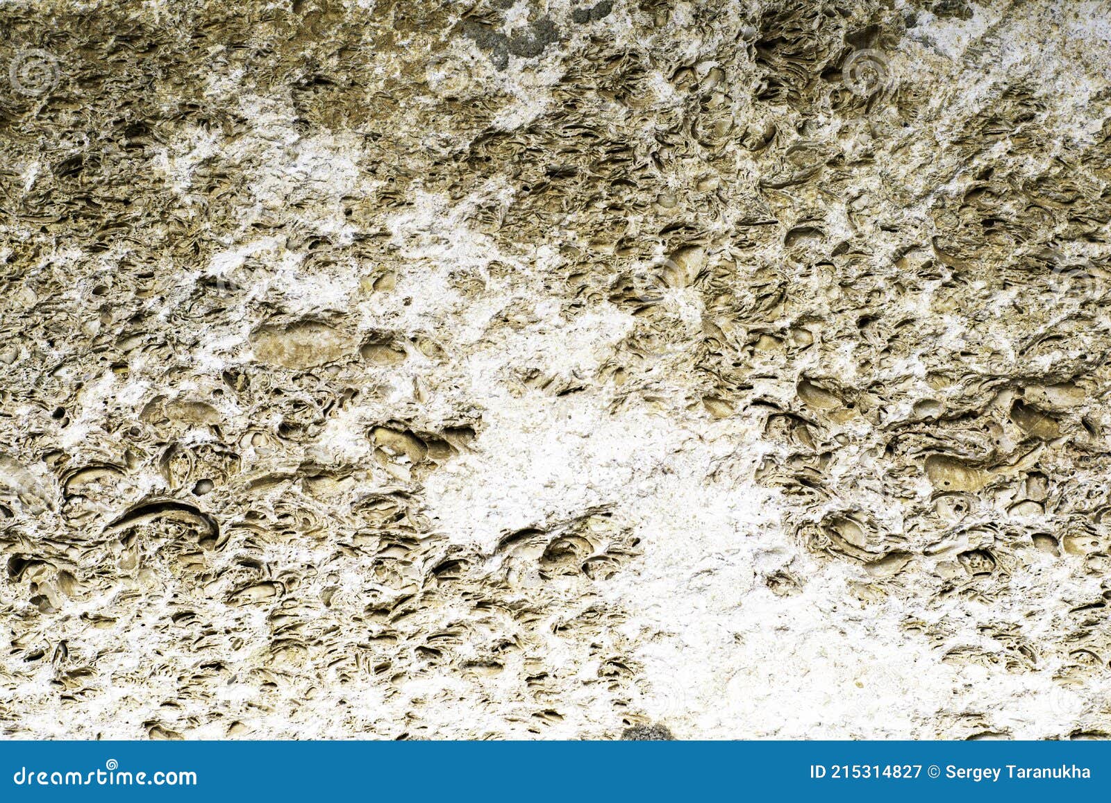 Shell Stone Surface Close Up Background Texture Stock Image - Image of ...
