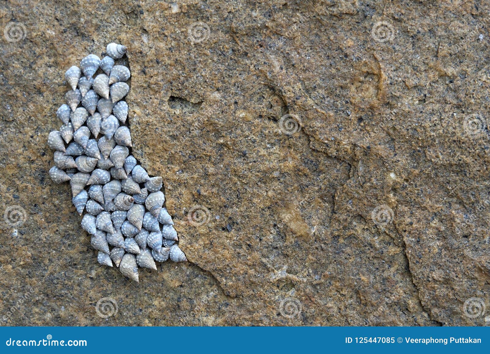 Shell on Stone, Stone Texture, Stone Background Stock Image - Image of ...