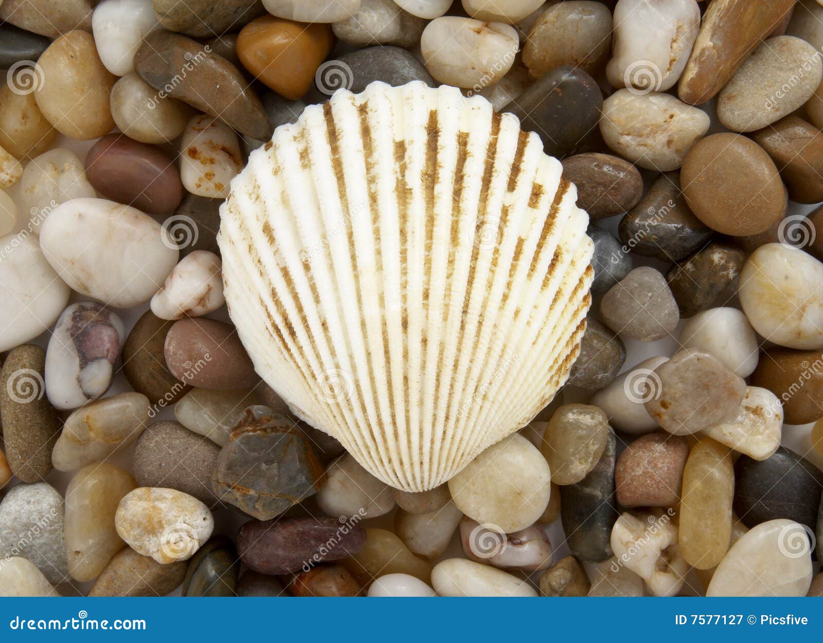 Shell and stones 1 stock image. Image of seashore, ocean - 7577127