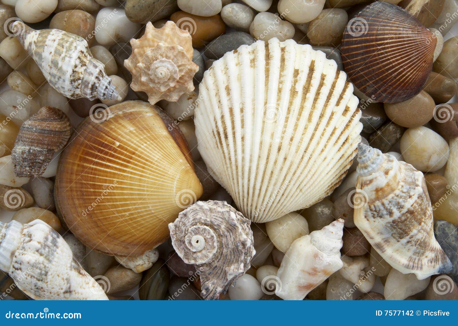 294 Shell Mussel Stones Photos - Free & Royalty-Free Stock Photos from ...