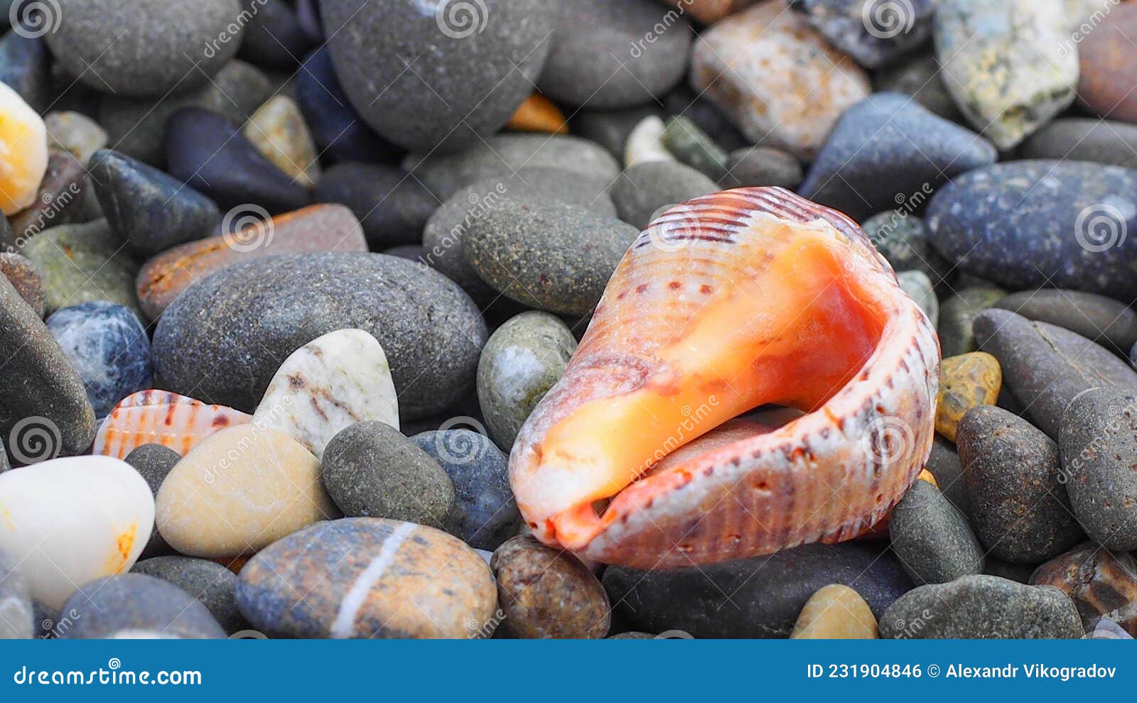 Shell on stones stock photo. Image of gravel, wildlife - 231904846