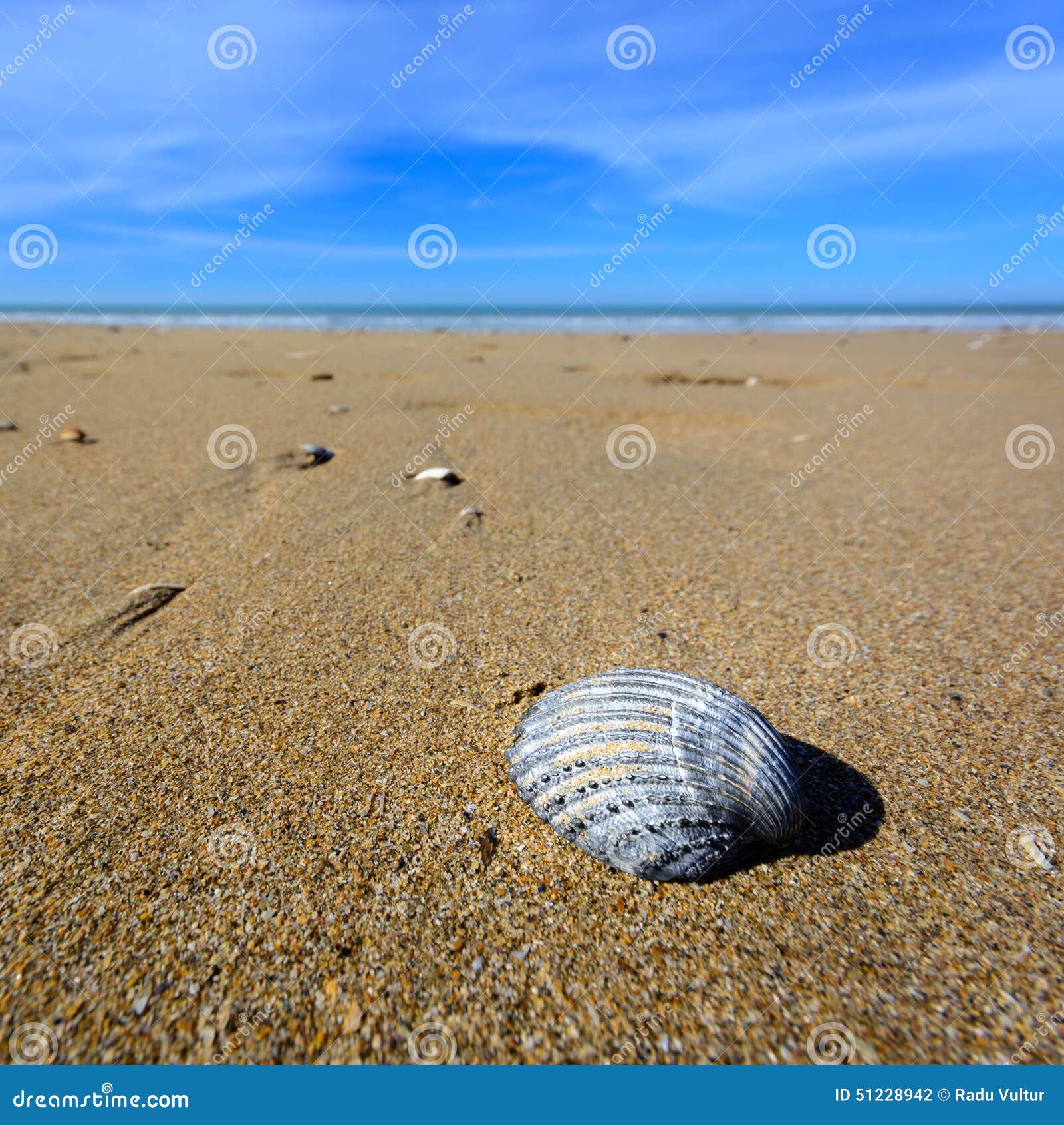 Shell stock photo. Image of stranded, beach, blue, holiday - 51228942