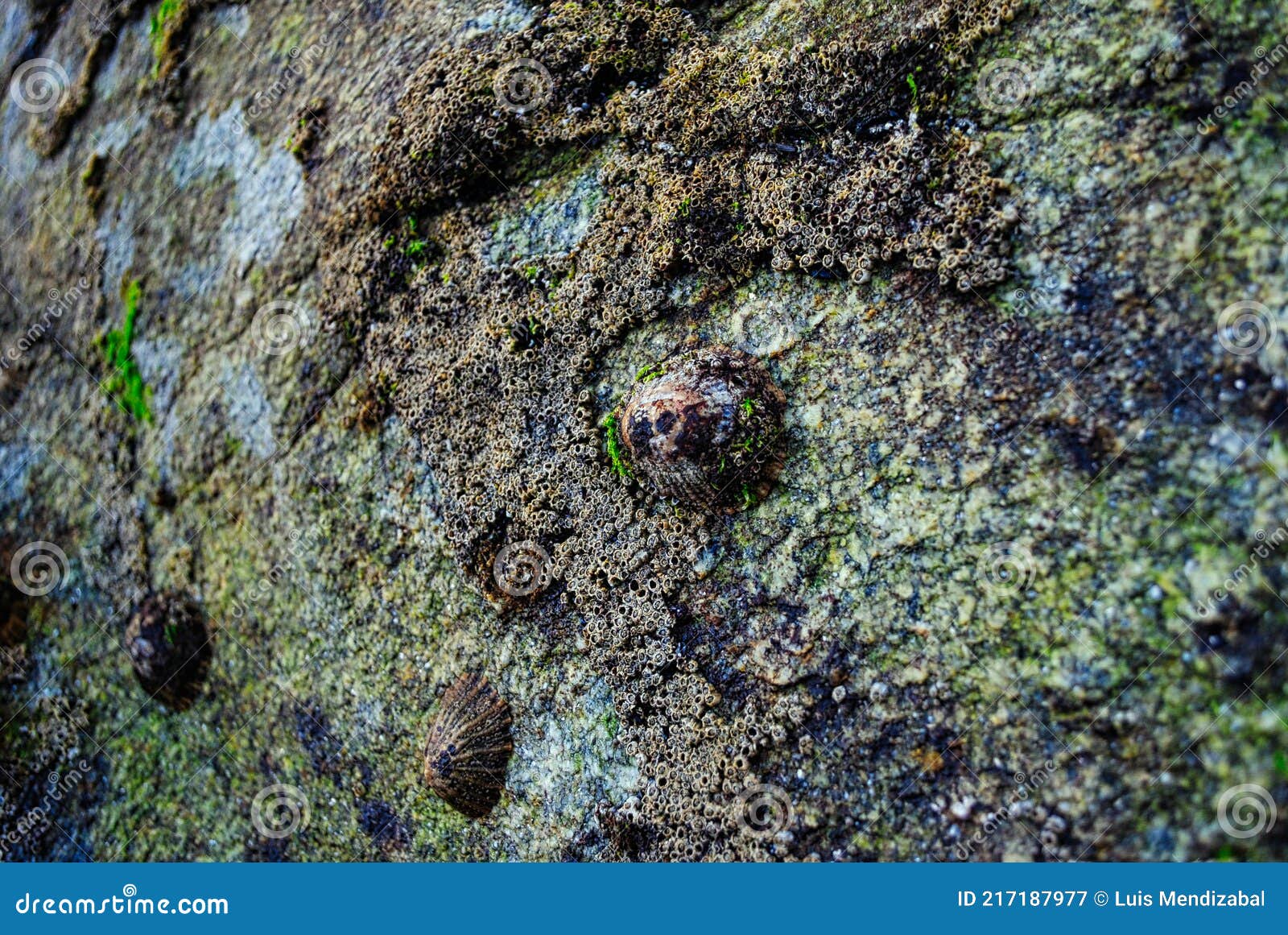Shell Stuck on a Moldy Stone Stock Image - Image of nature, abstract ...