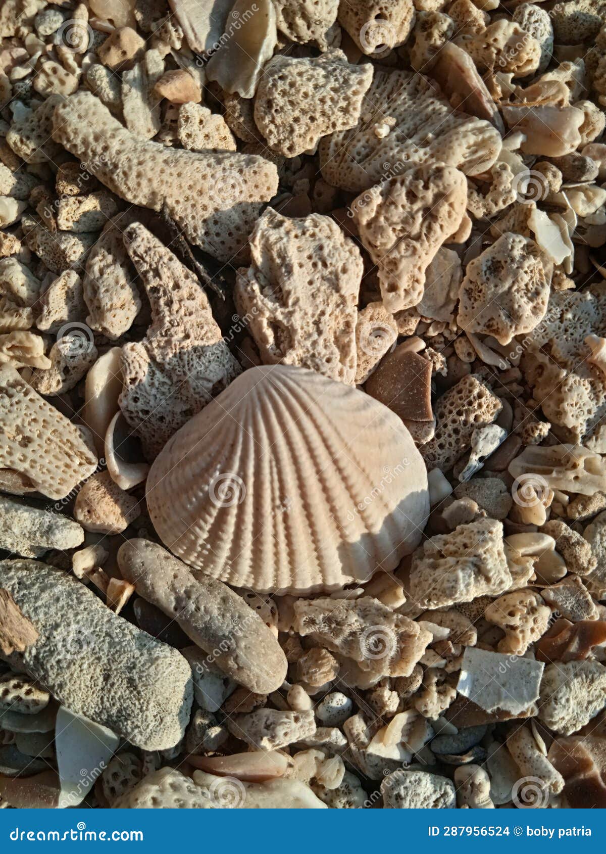 A Shell with Stunning Detail Stock Photo - Image of seashell, nature ...