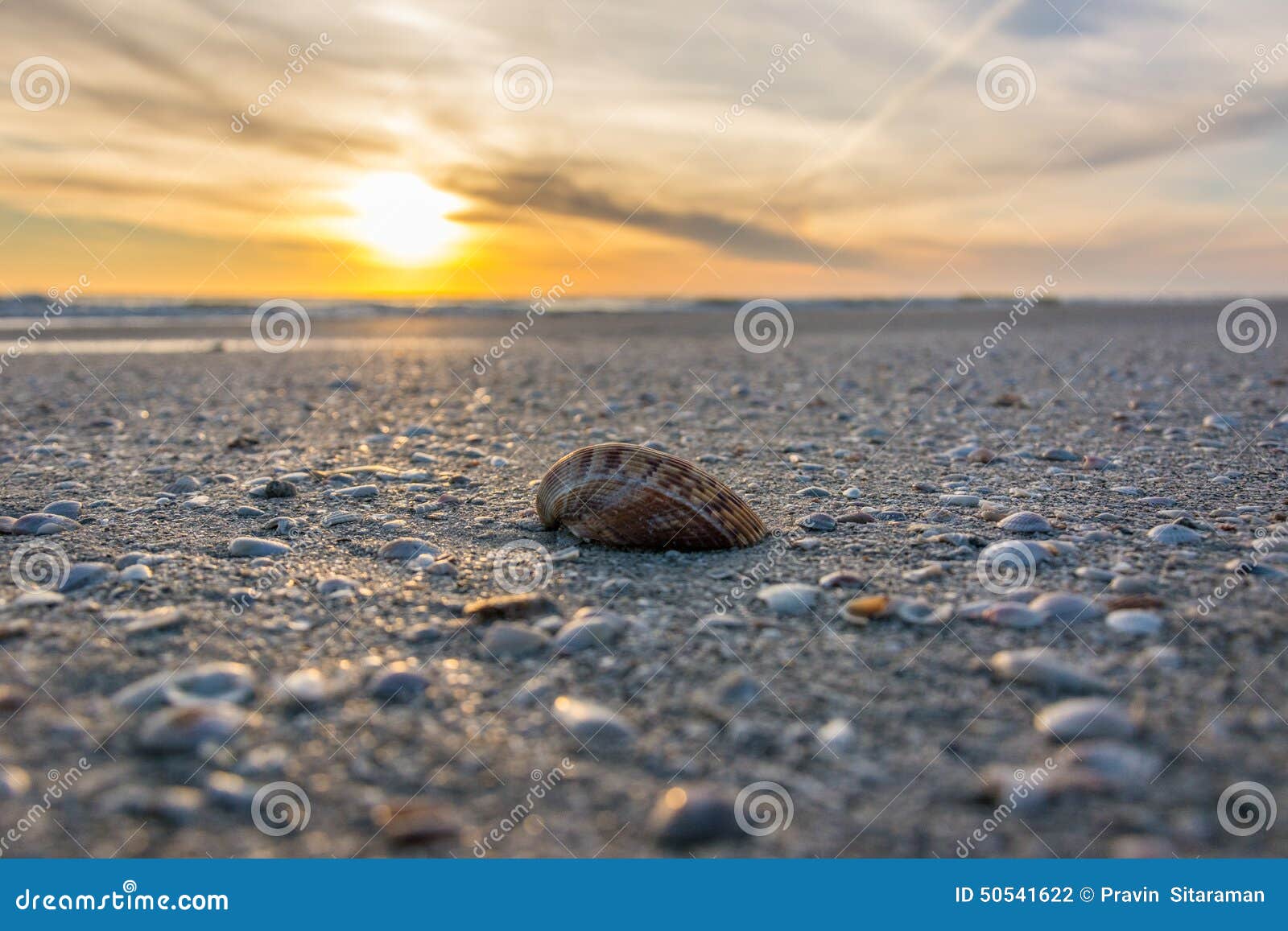 Shell in the sun stock photo. Image of island, flying - 50541622