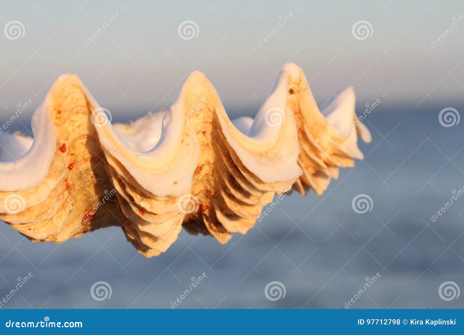 The shell and sunset. stock photo. Image of shell, summertime - 97712798