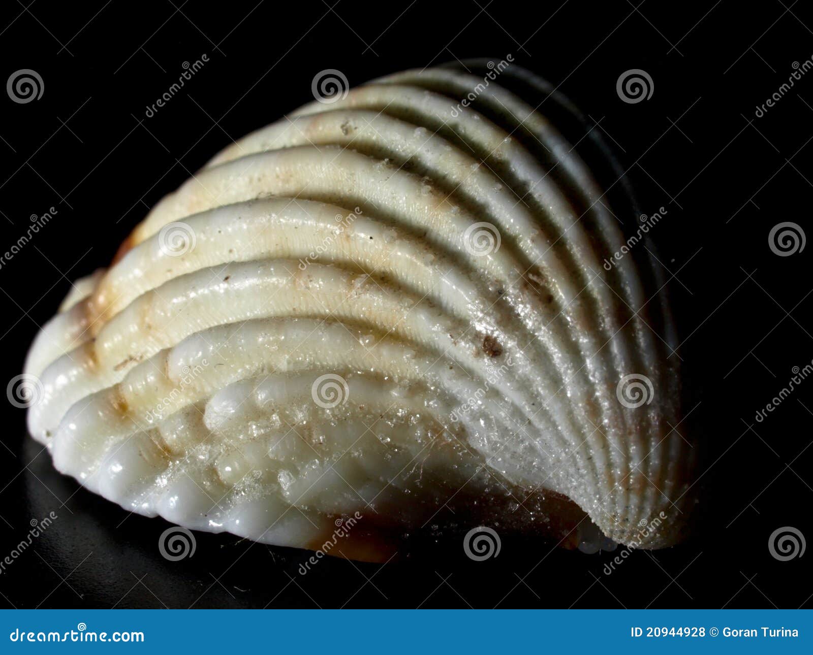Shell surface stock photo. Image of fold, macro, nice - 20944928