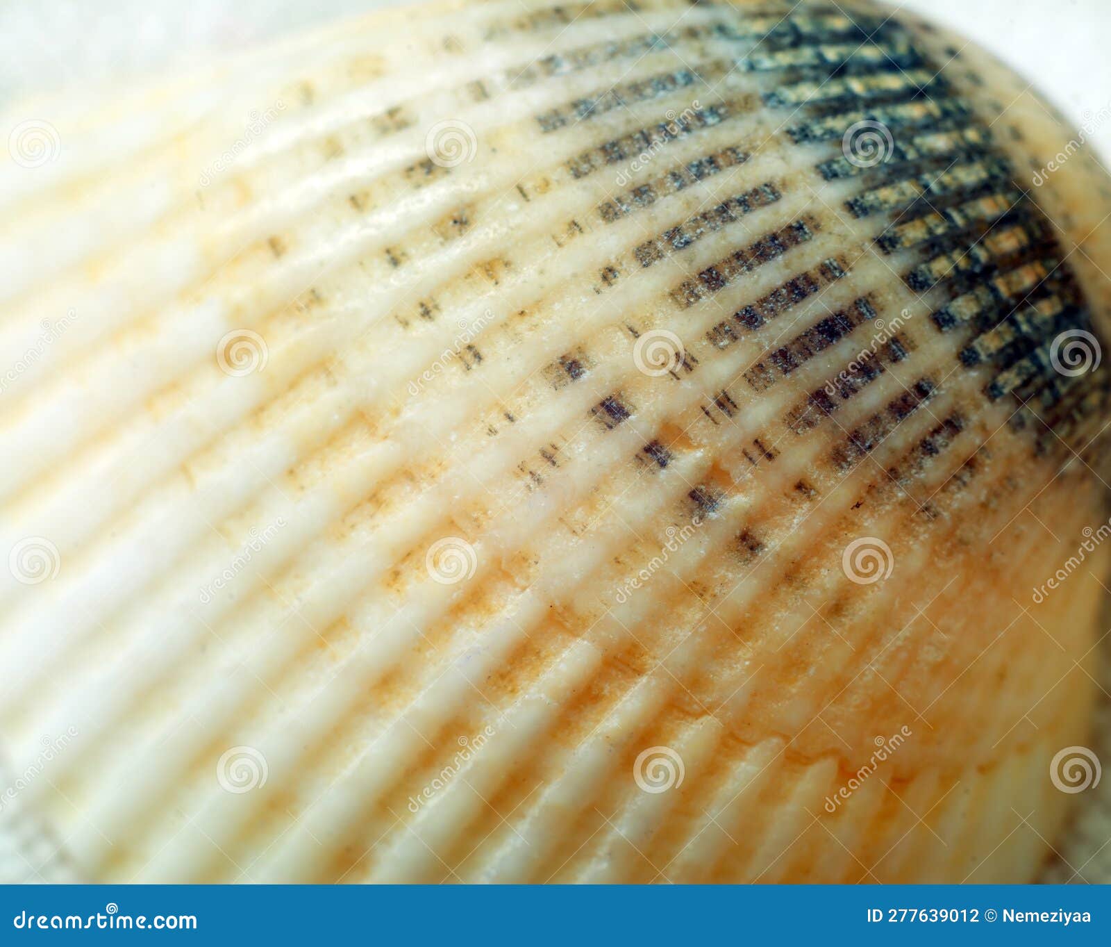 Shell surface close up stock photo. Image of nature - 277639012