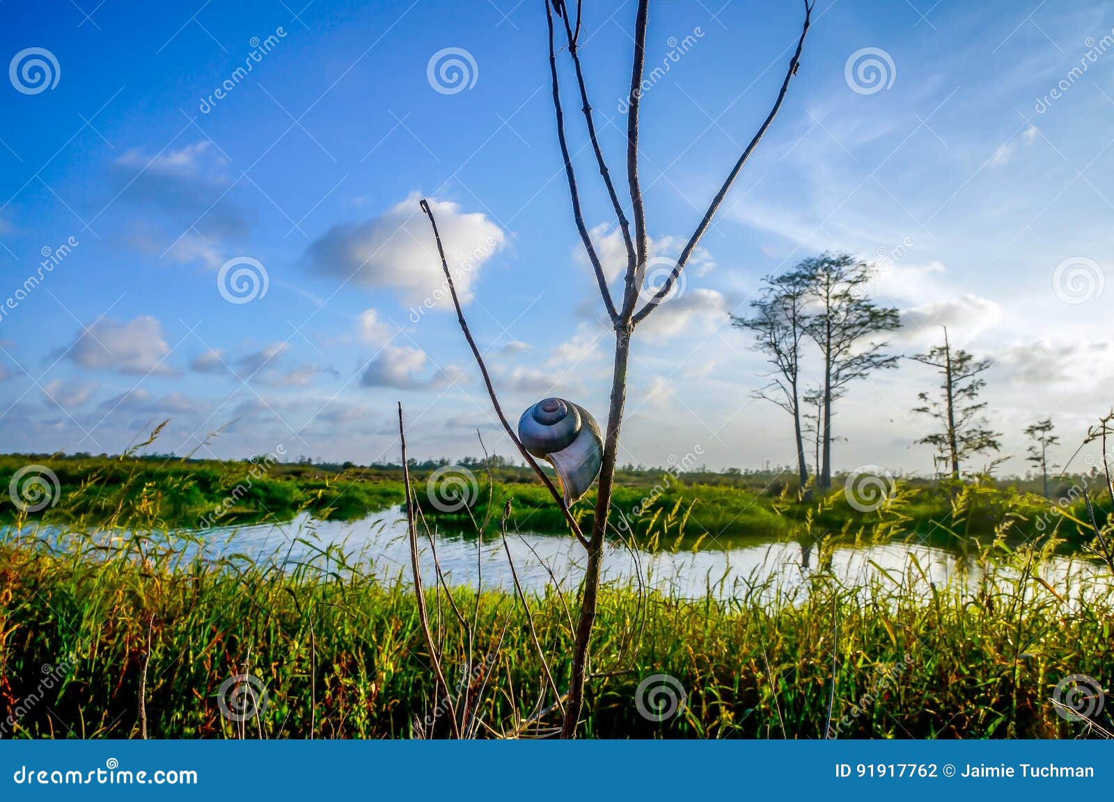 Shell in a swamp stock photo. Image of outdoor, focus - 91917762
