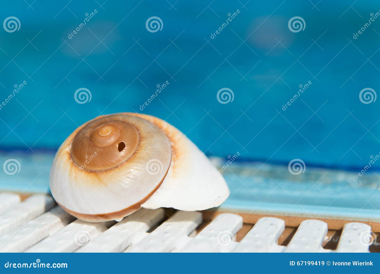 Shell at swimming pool stock image. Image of sport, animal - 67199419