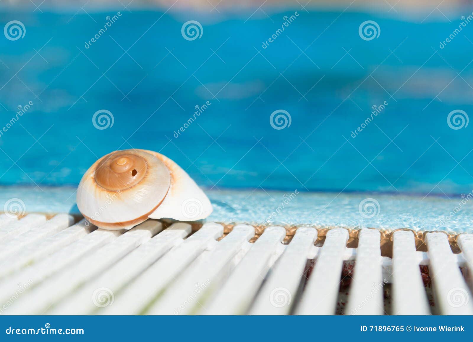 Shell at swimming pool stock image. Image of water, body - 71896765