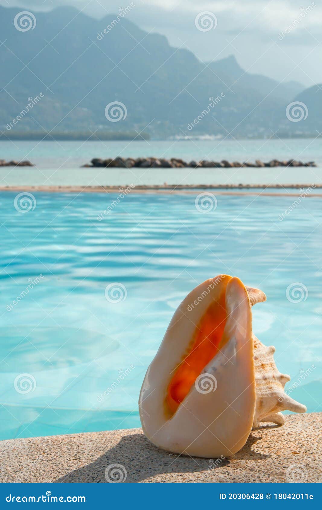 Shell By Swimming Pool Side Picture. Image: 20306428