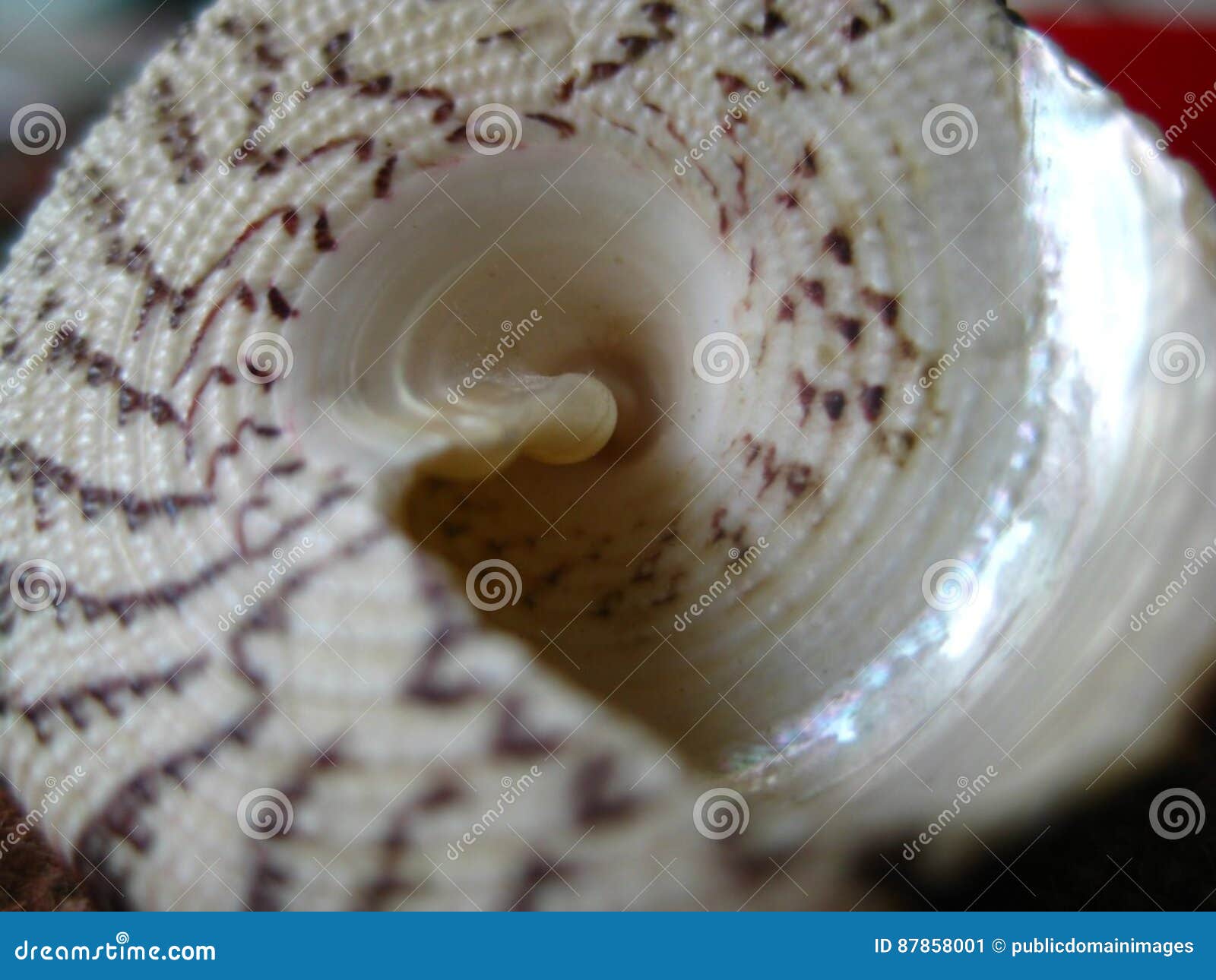 Shell-swirl Picture. Image: 87858001