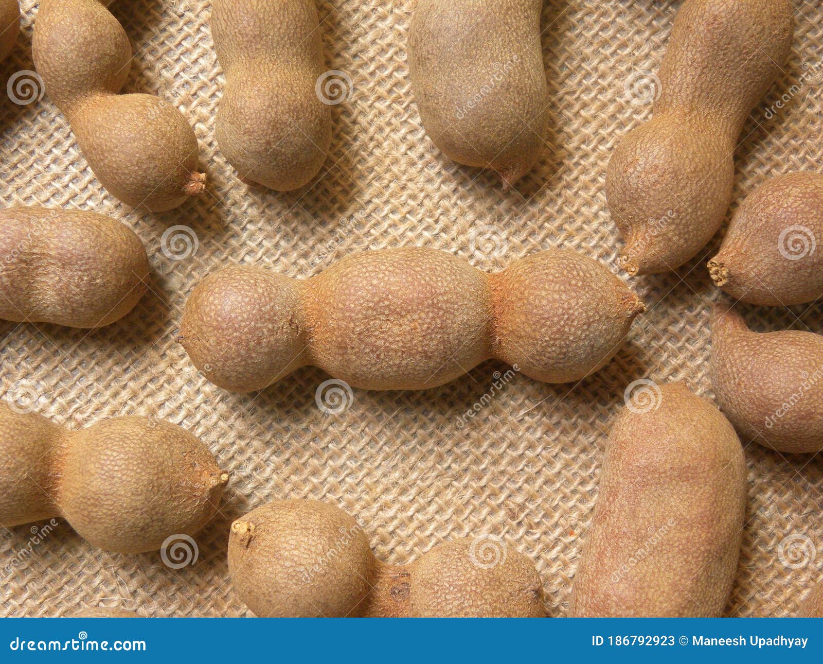 In shell Tamarind stock image. Image of exotic, fresh - 186792923