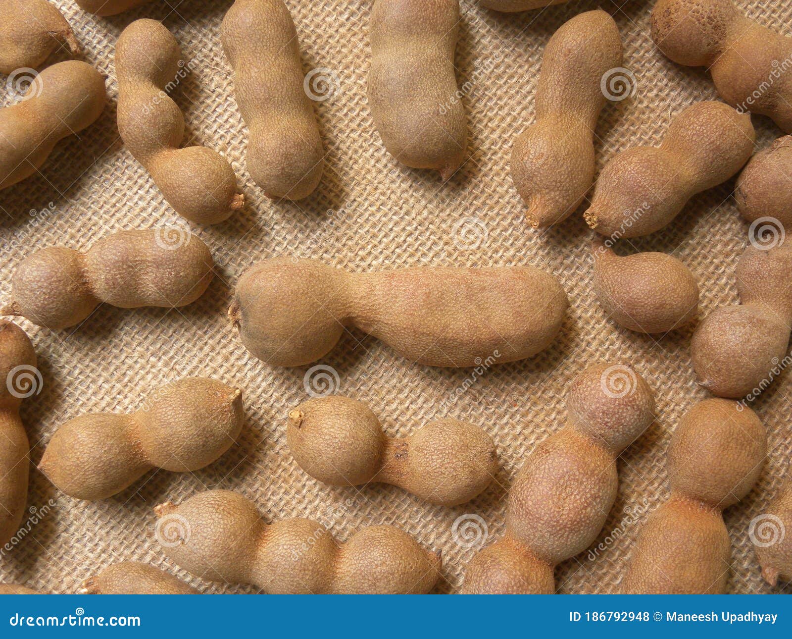 In shell Tamarind fruit stock photo. Image of color - 186792948