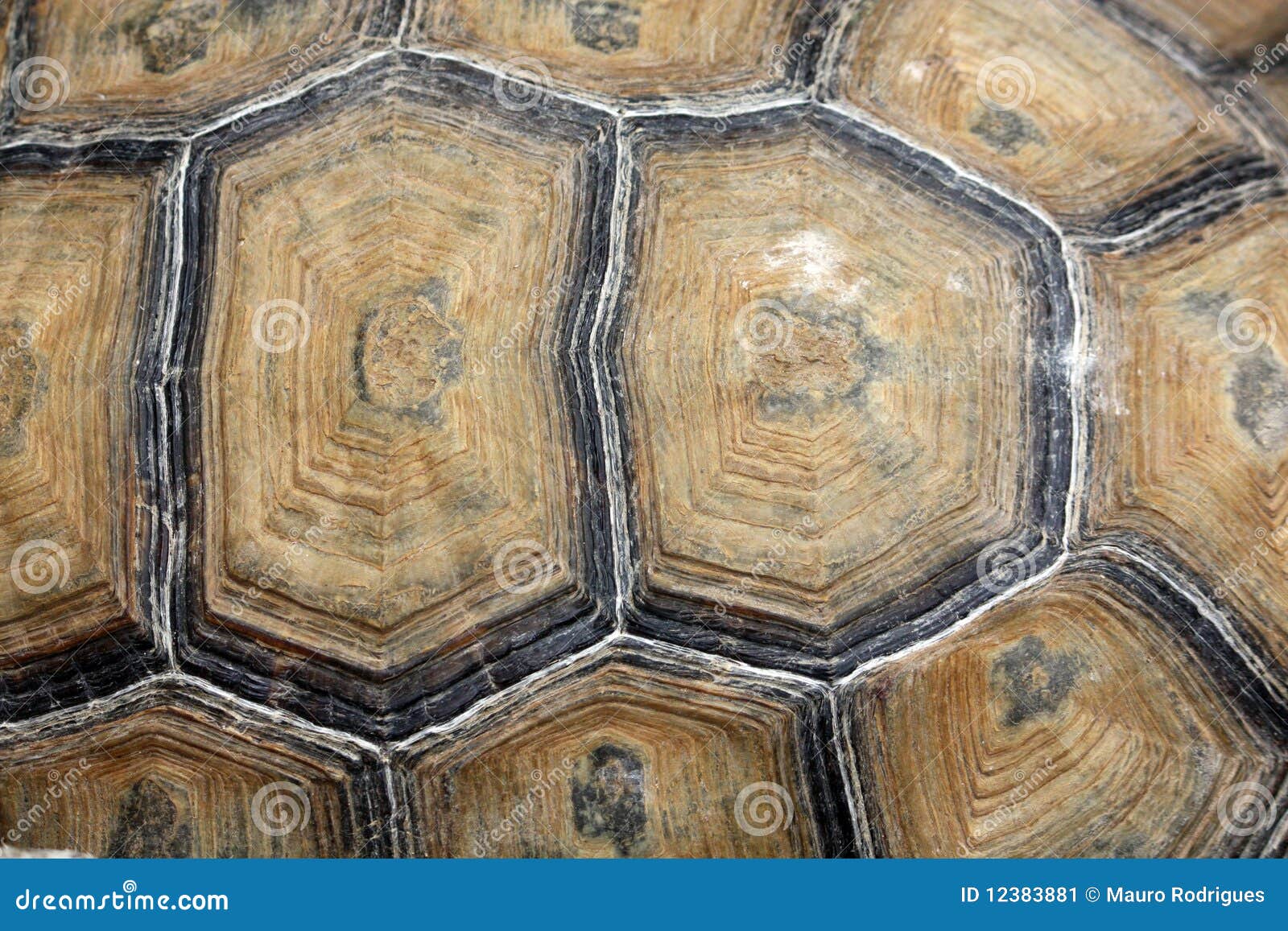 Shell Texture Stock Image | CartoonDealer.com #12383881