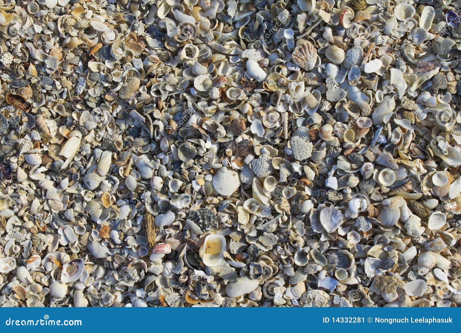 Shell texture stock image. Image of ornament, environment - 14332281