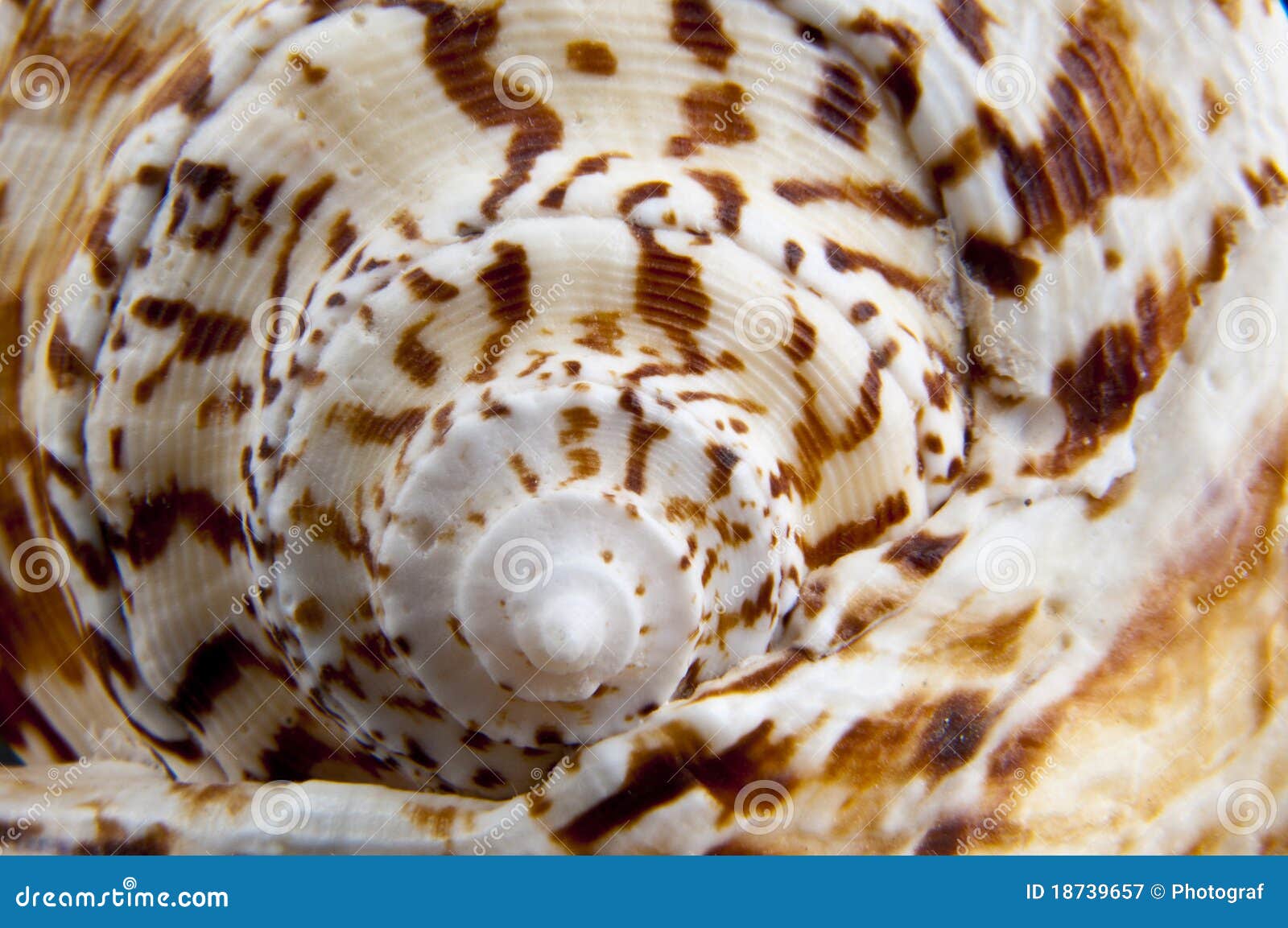 Shell texture stock image. Image of space, object, pearl - 18739657