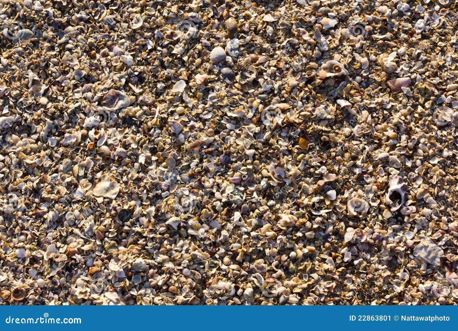 Shell Texture image stock. Image du variation, plage - 22863801