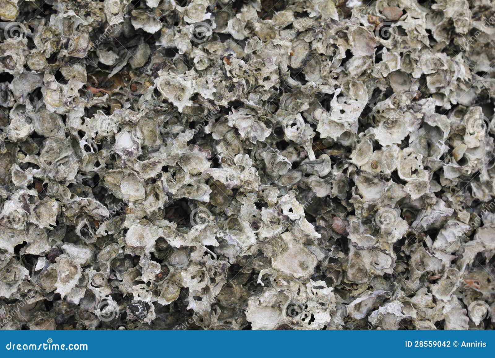 Shell texture stock photo. Image of shell, fossil, nature - 28559042