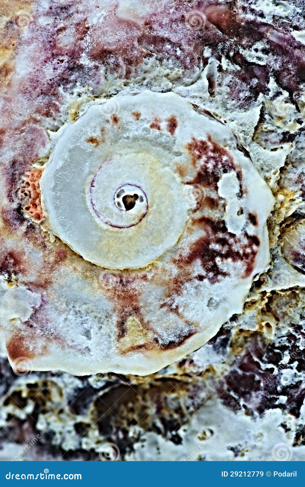 Shell texture stock image. Image of backdrop, textured - 29212779