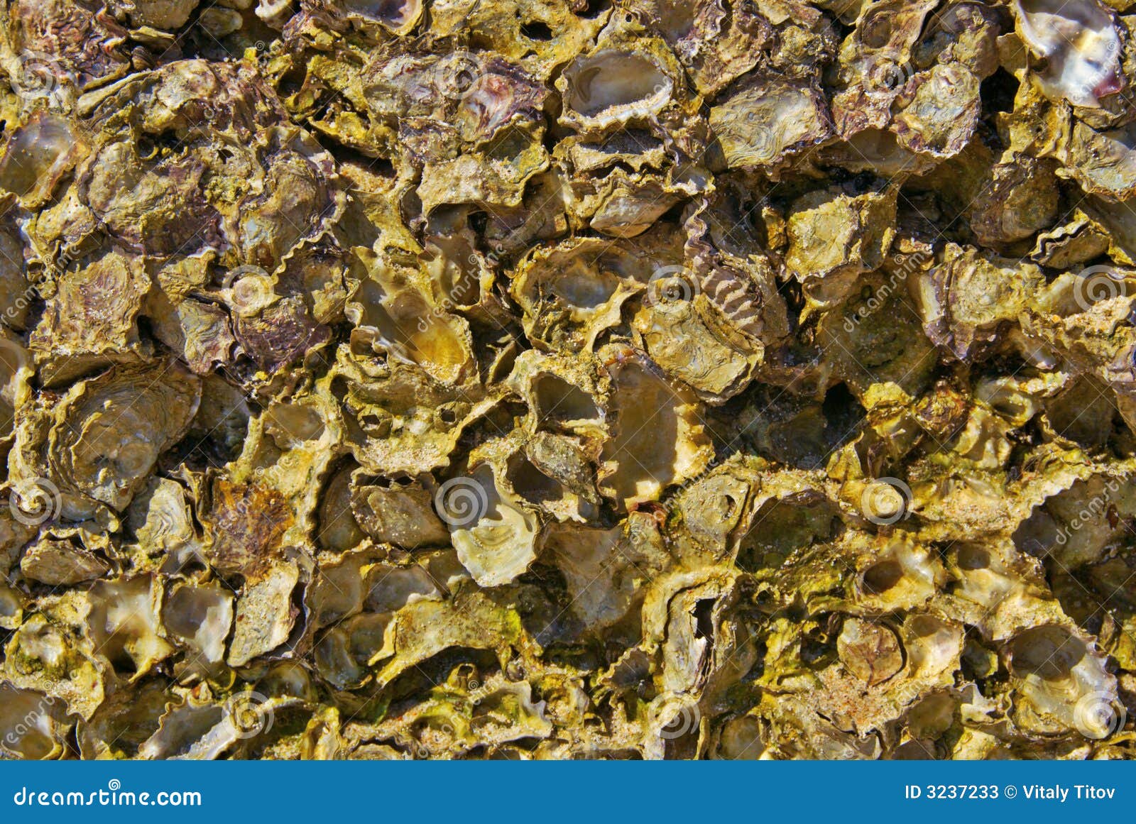 Shell texture stock image. Image of empty, background - 3237233