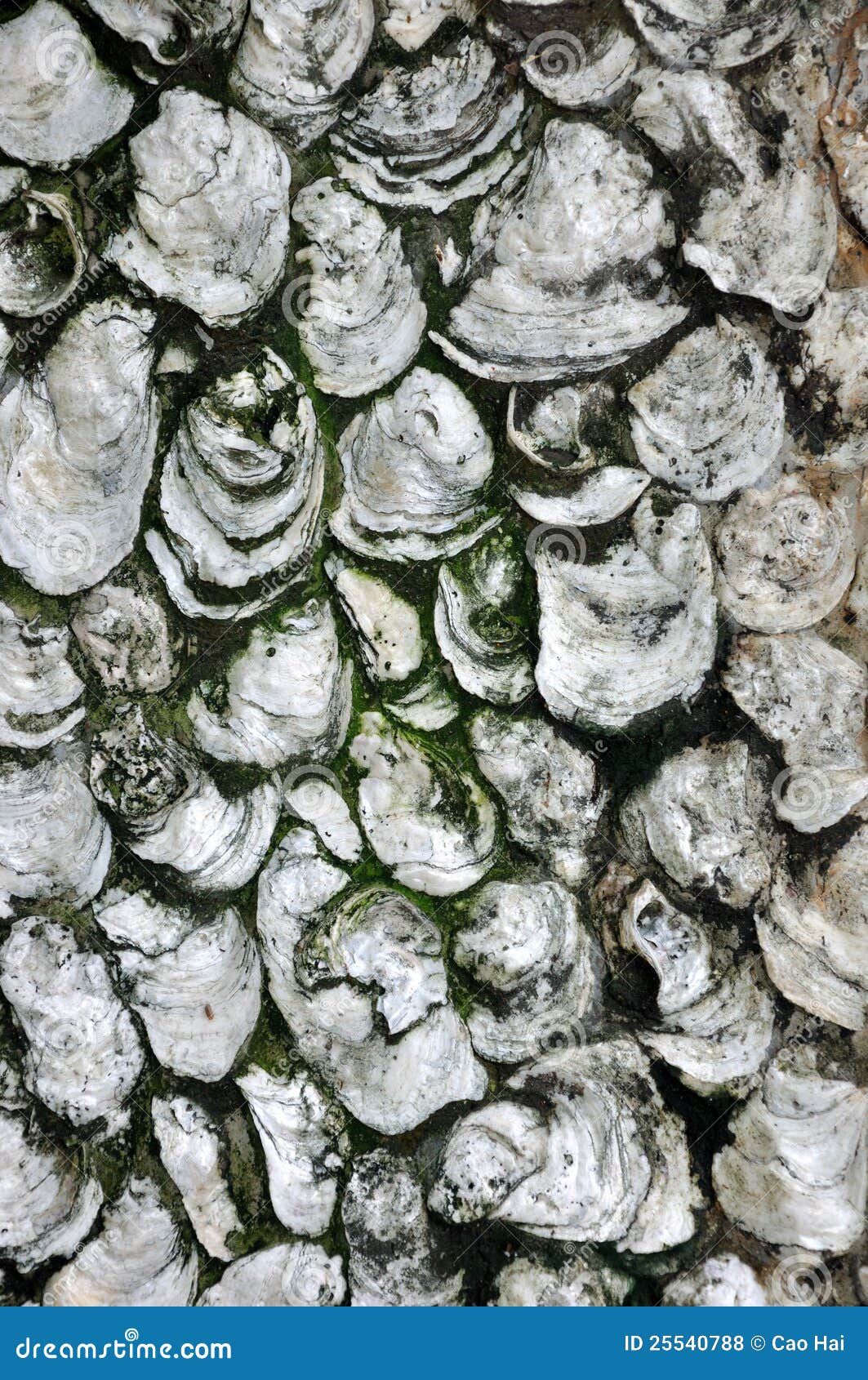 Shell Texture And Background Stock Photo | CartoonDealer.com #25540788