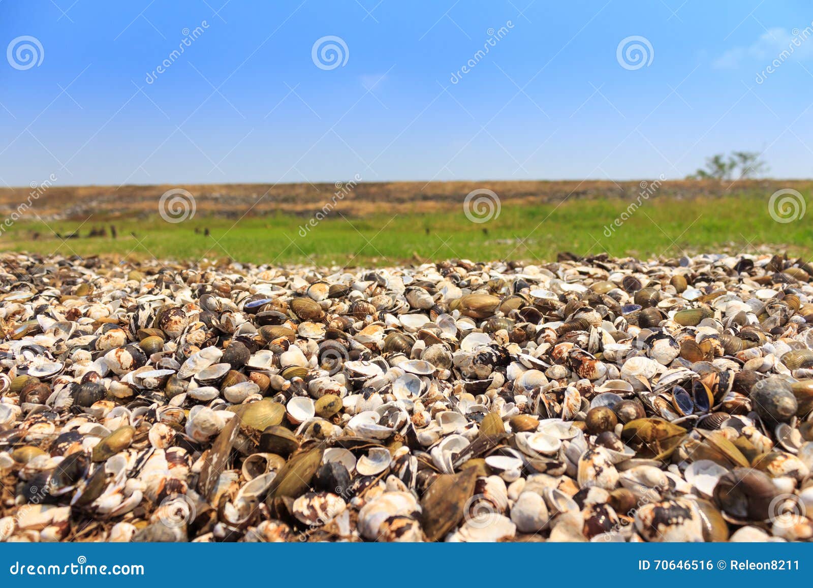 Shell. stock photo. Image of outdoor, seafood, seashell - 70646516