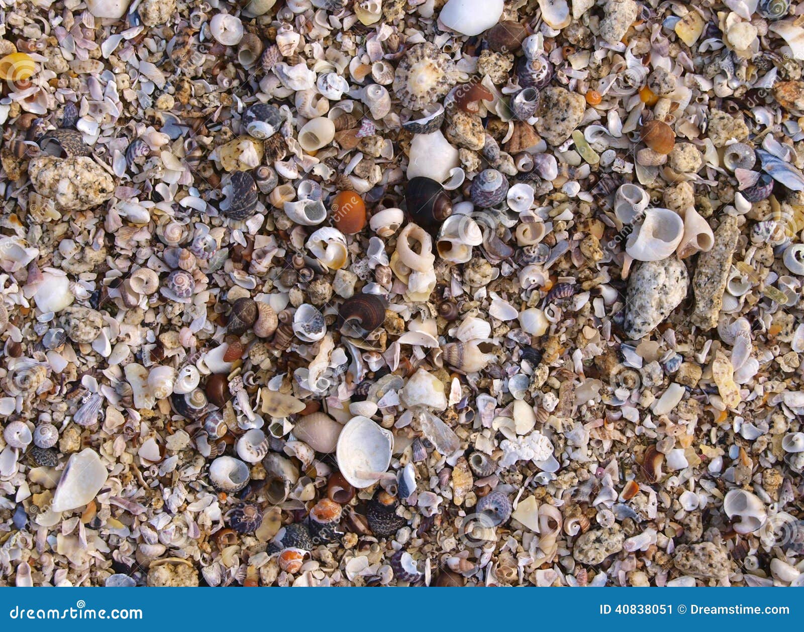 Shell texture stock image. Image of ocean, color, shell - 40838051