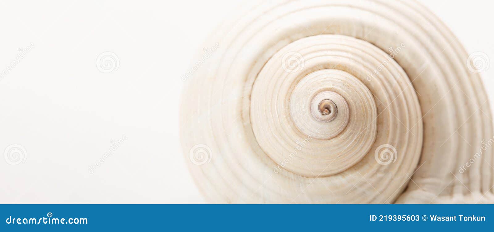 Shell texture swirl stock image. Image of circle, mollusk - 219395603