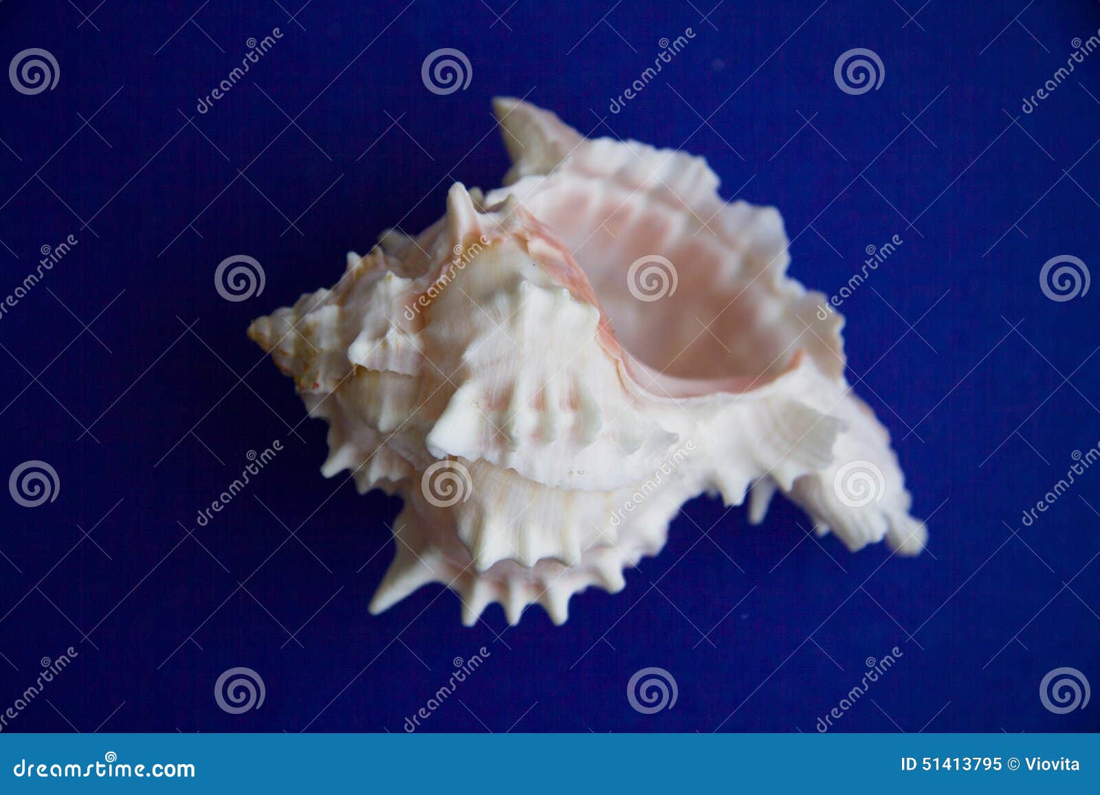 Shell with thorns stock image. Image of natural, shell - 51413795