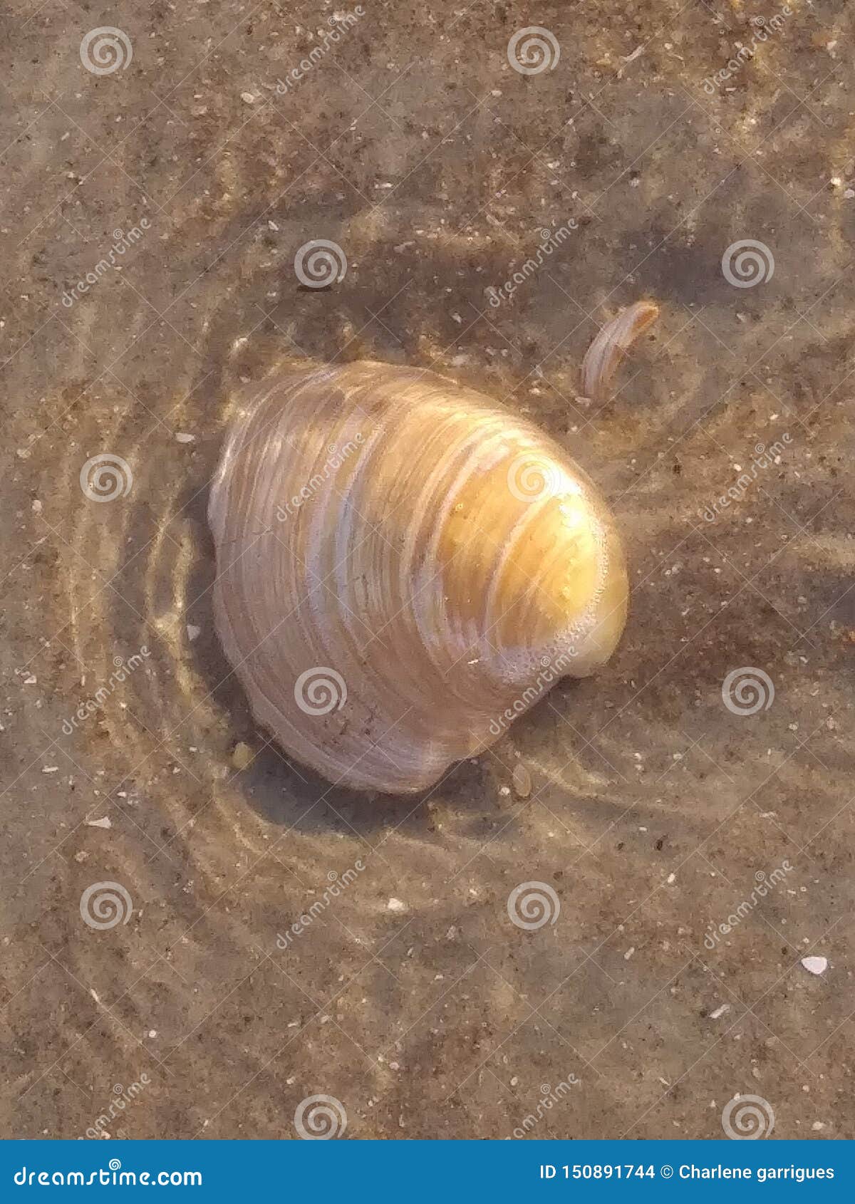Shell in tidal pool stock photo. Image of ocean, tidal - 150891744