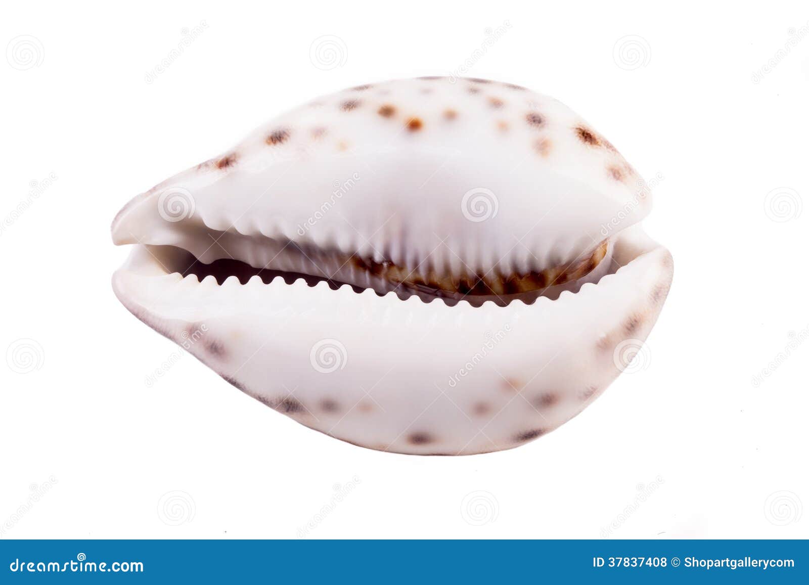 Shell of Tiger Cowrie ( Cypraea Tigris ) Stock Photo - Image of curve ...