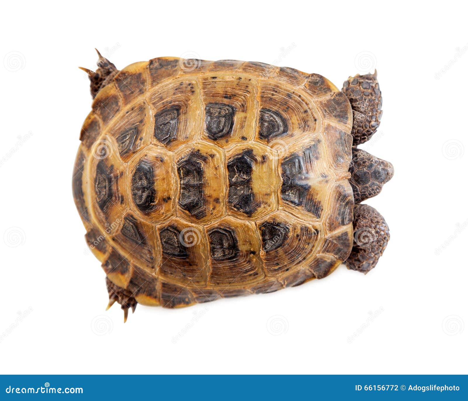 Shell of Tortoise - Overhead View Stock Photo - Image of tortoise ...
