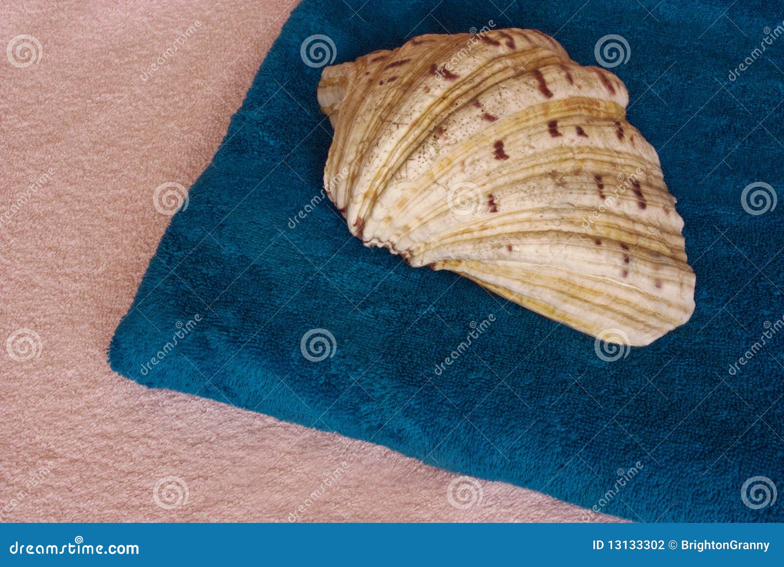 Shell and towel stock photo. Image of shell, flower, towel - 13133302