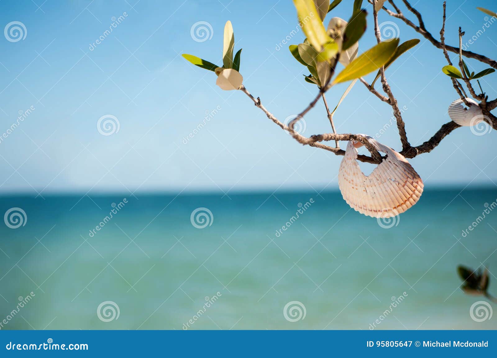 Shell Tree stock image. Image of spot, limb, horizon - 95805647
