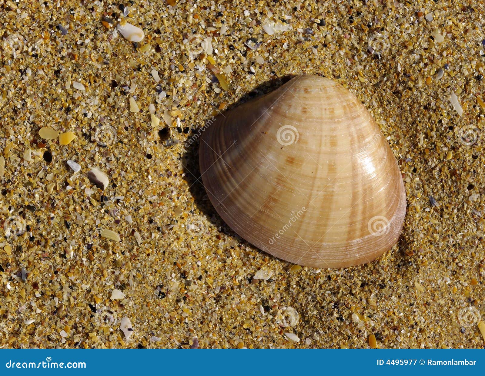 Shell Trenzado De La Almeja Imagen de archivo - Imagen de potencia ...