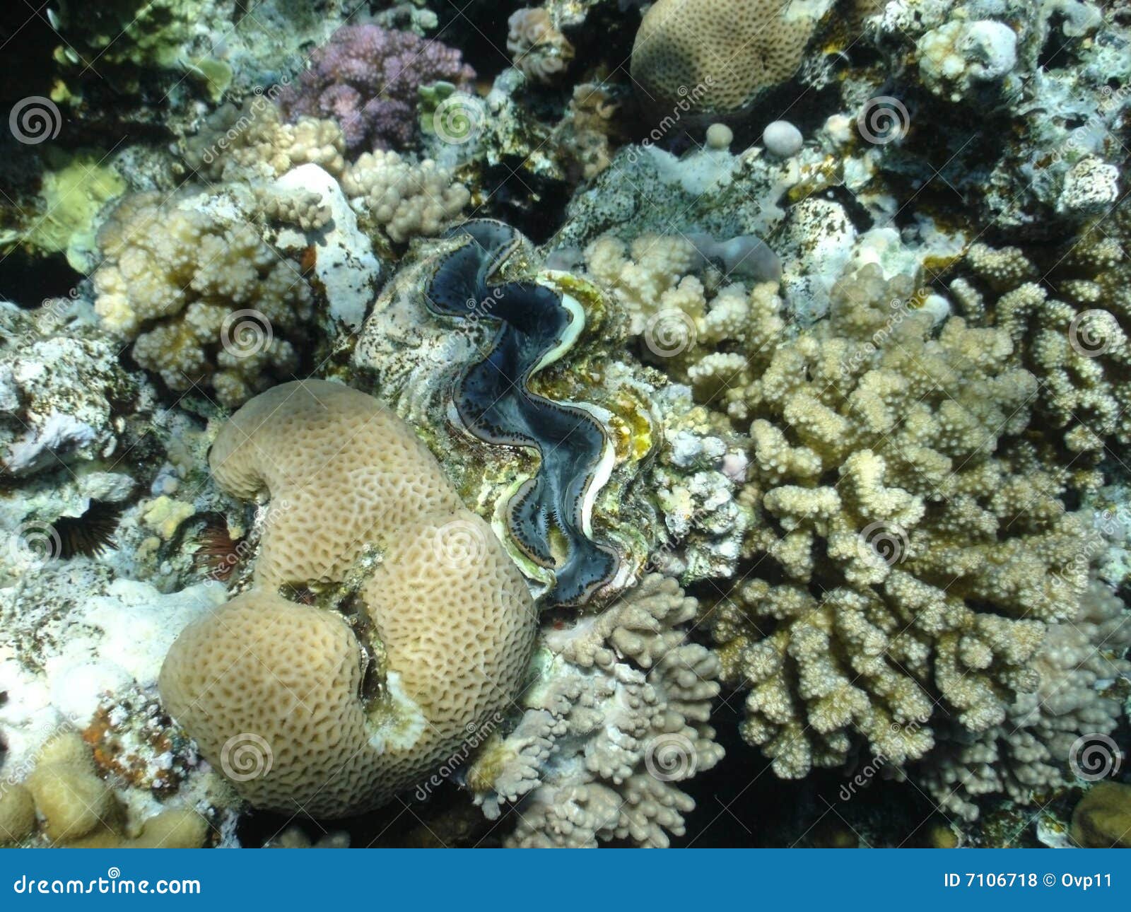 Shell tridacna stock photo. Image of underwater, ocean - 7106718