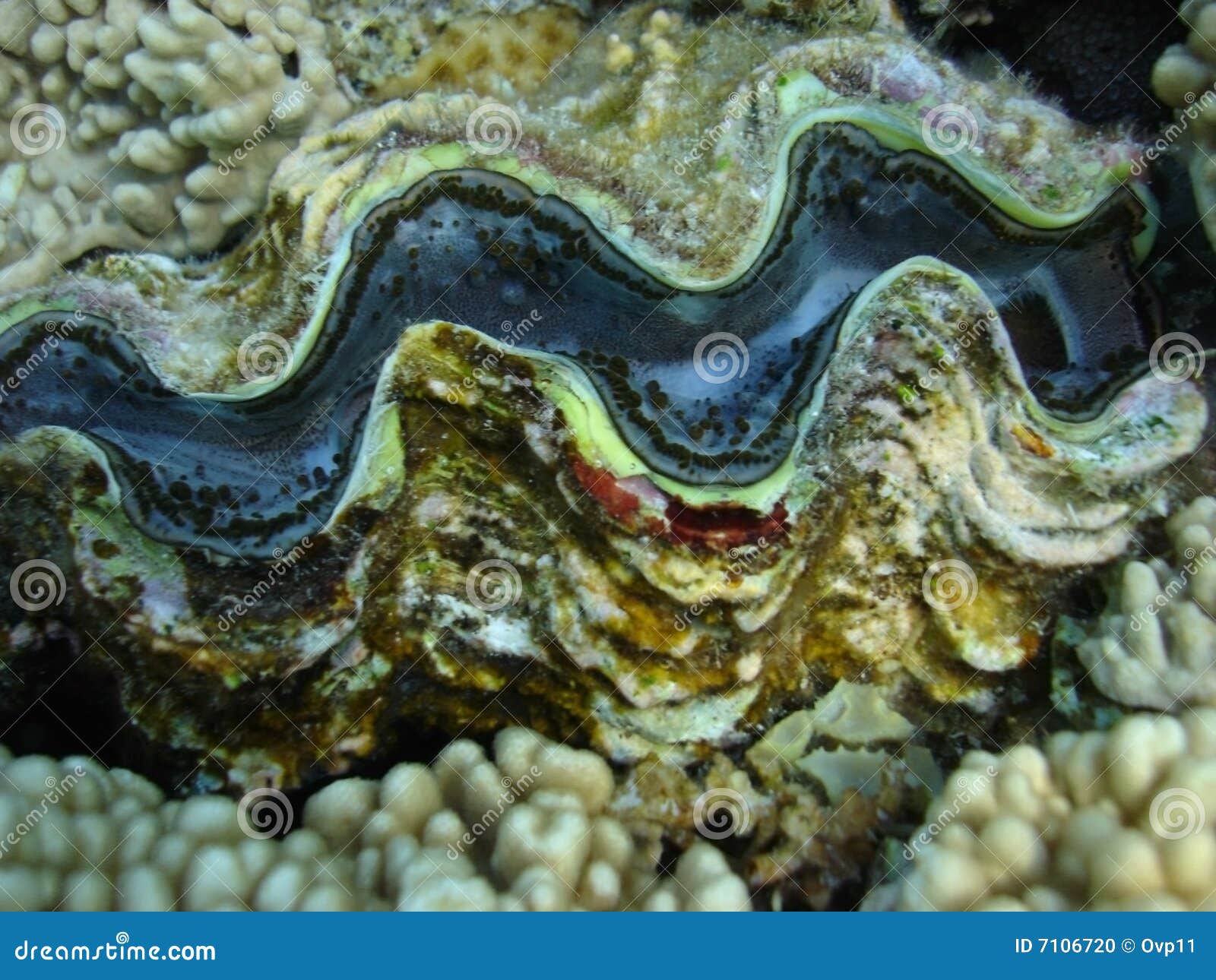 Shell tridacna closeup stock photo. Image of reef, diving - 7106720