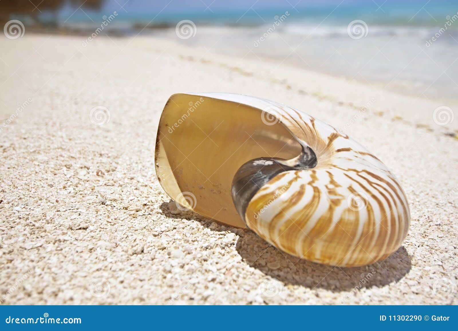 Shell on tropical beach stock photo. Image of coil, macro - 11302290