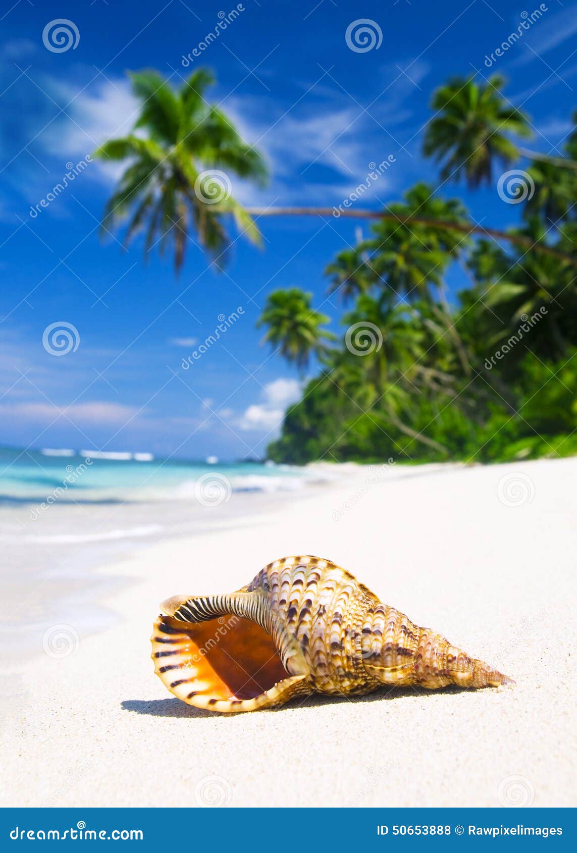 Shell Tropical Beach Nature Sea Concept Stock Photo - Image of beach ...
