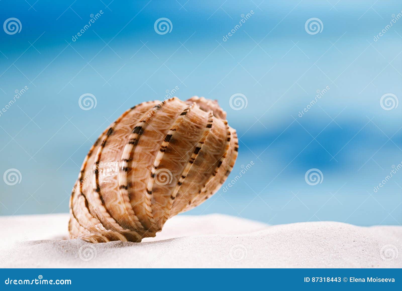 Shell Tropical Do Mar Da Concha Do Mar Com Oceano, Praia E Seascape ...