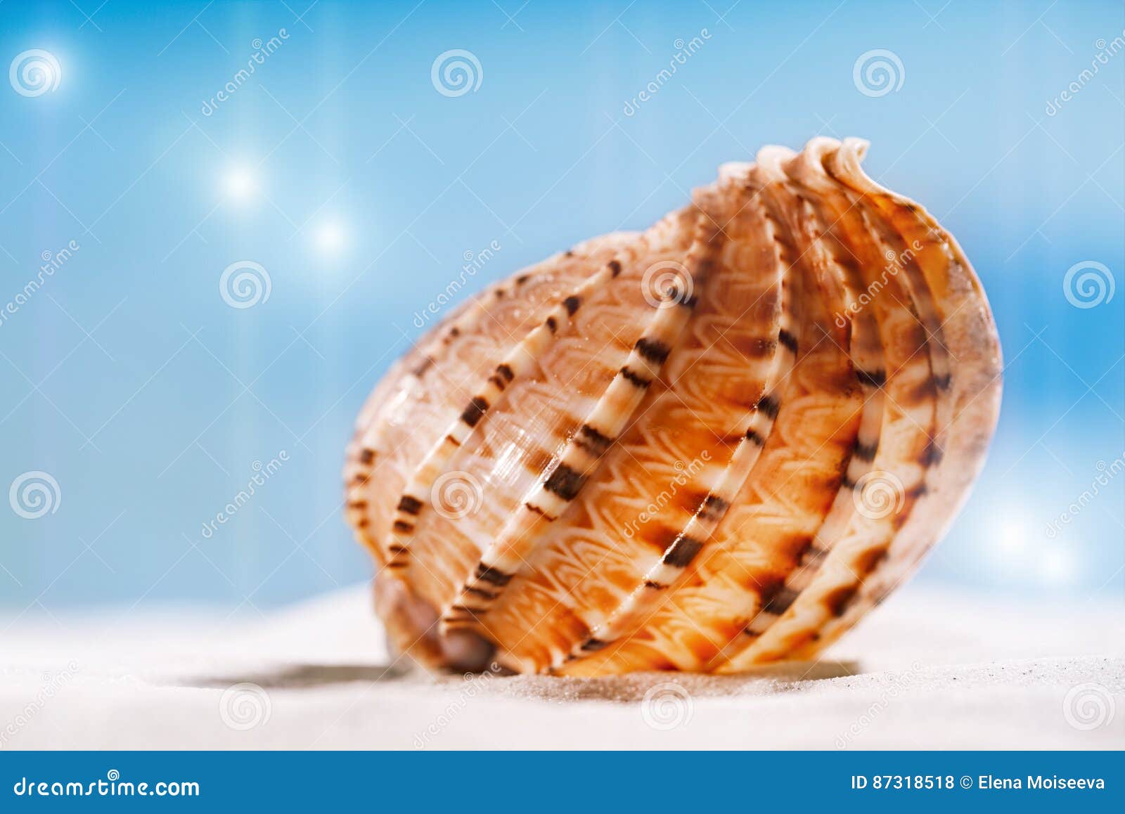 Shell Tropical Do Mar Da Concha Do Mar Com Oceano, Praia E Seascape ...