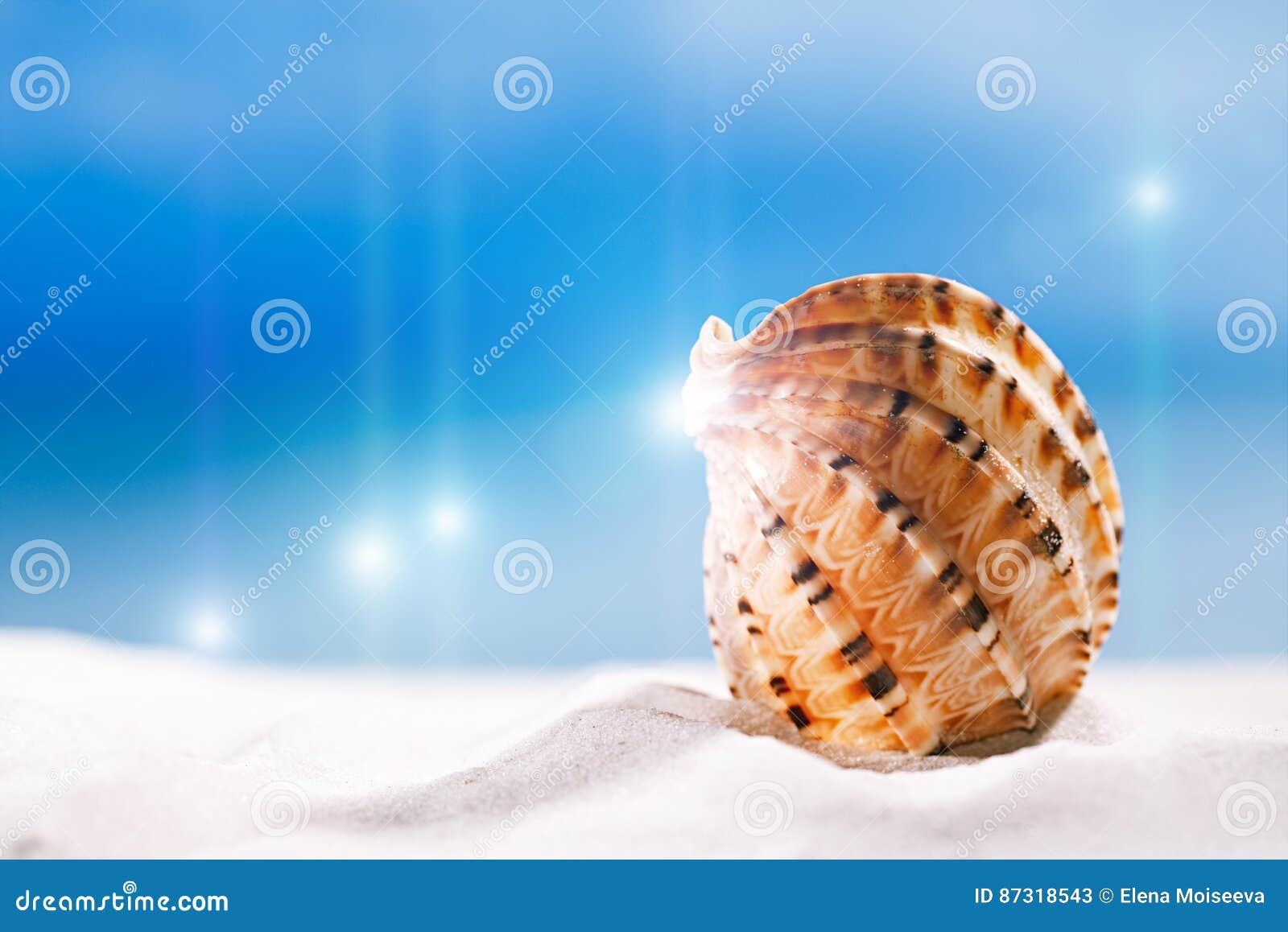 Shell Tropical Do Mar Da Concha Do Mar Com Oceano, Praia E Seascape ...