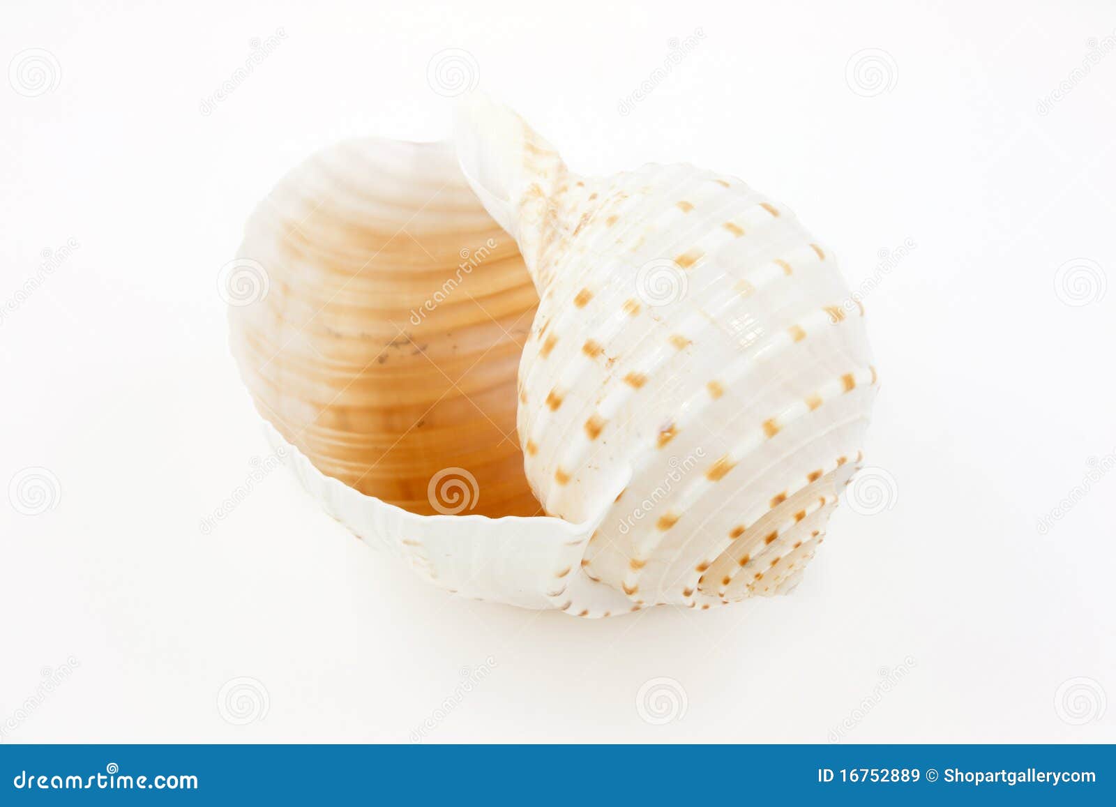 Shell of Tun Snail (Tonna Galea) Stock Image - Image of decorative ...