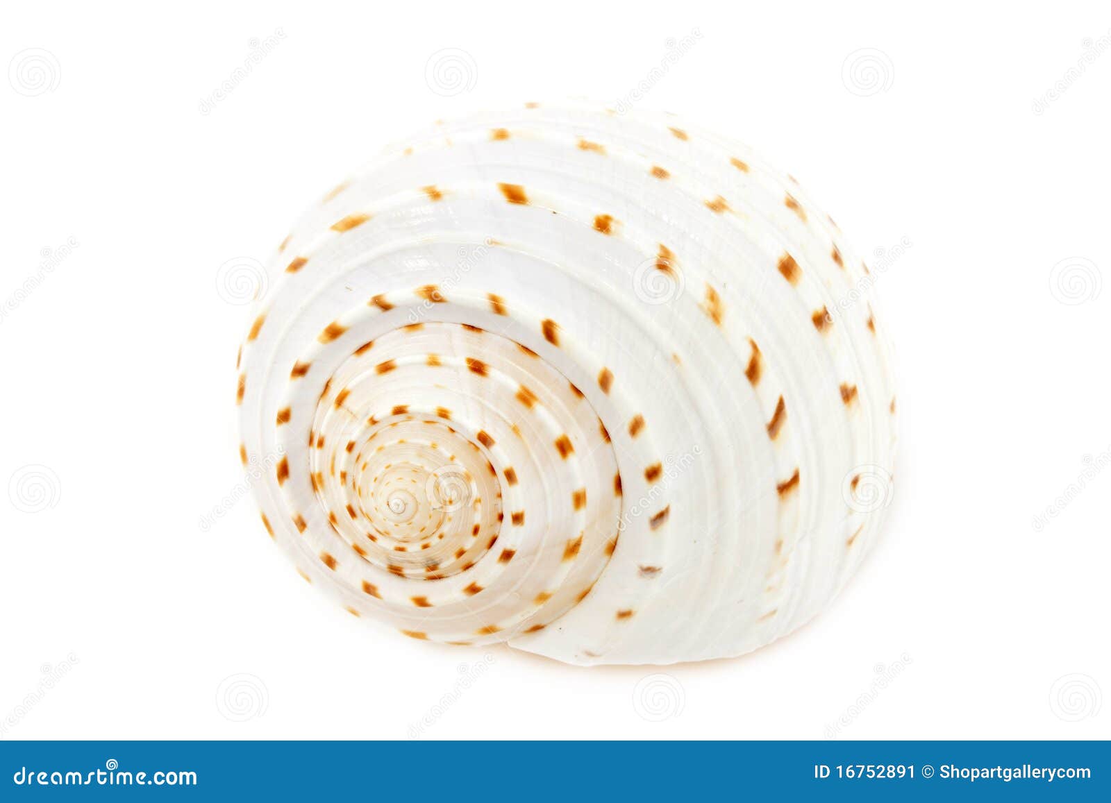 Shell of Tun Snail (Tonna Galea) Isolated Stock Image - Image of ...